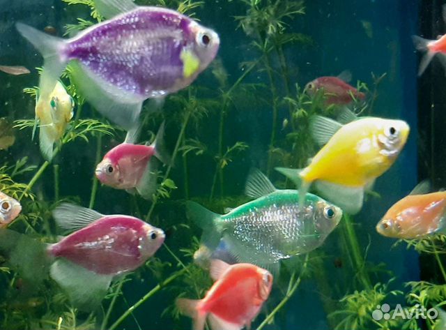 Тернеции всех цветов