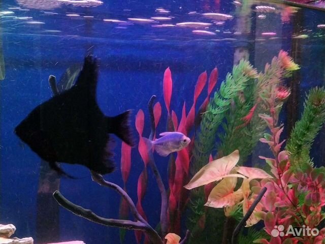 Аквариумные рыбки