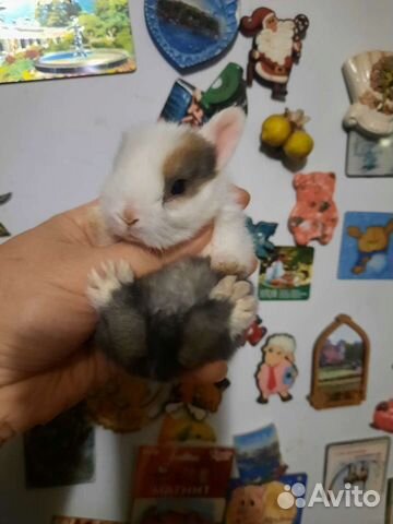 Кролик. Доставка по России