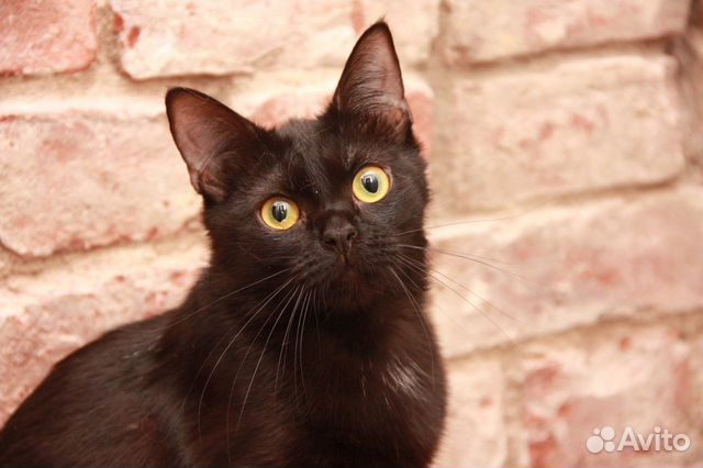 Кошечка Мэгги 8 мес