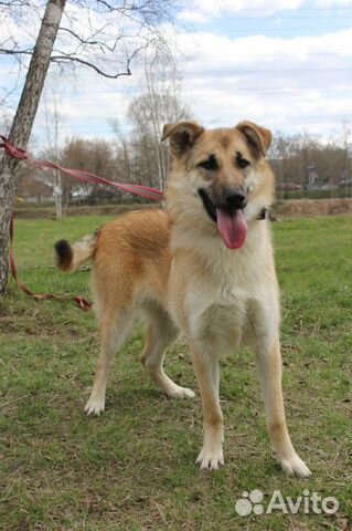 Твинки - собака-улыбака ждет вас в приюте