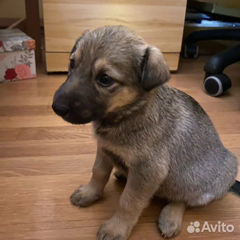 Отдам даром в добрые руки