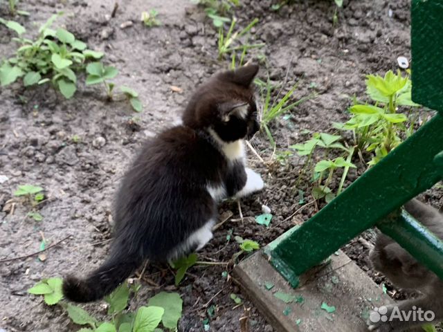 Котенок в добрые руки