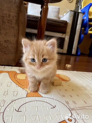 Котята в добрые руки бесплатно