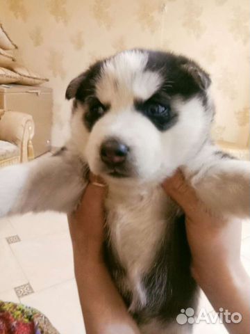 Сибирский хаски