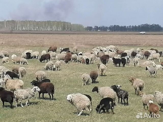 Овцы котные