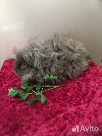 Морская свинка