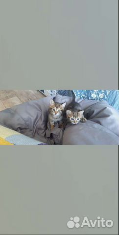 Котята