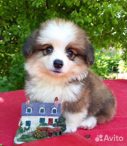 Вельш корги пемброк флаффи мальчик