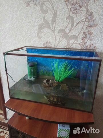 Аквариум с черепахами