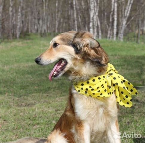 Красавец Эрик в приюте