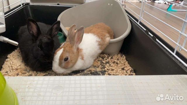 Декоративные кролики в добрые руки