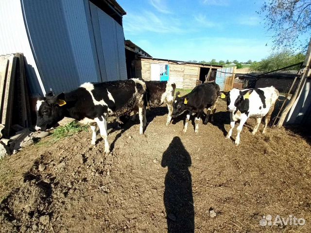 Телята Галштина-фриз в молочном направлении