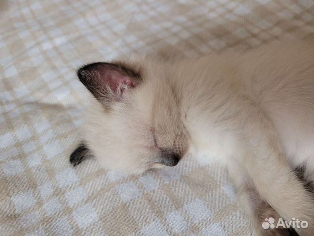 Сиамский/тайский котенок мальчик