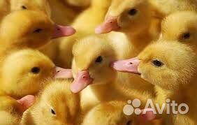 Утята суточные старт53