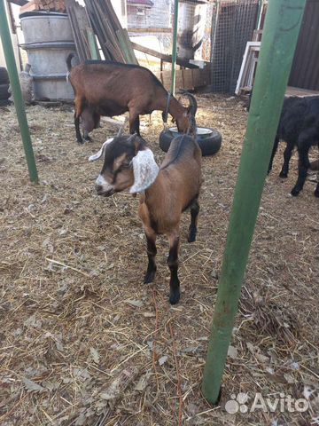 Коза нубийская-альпийская