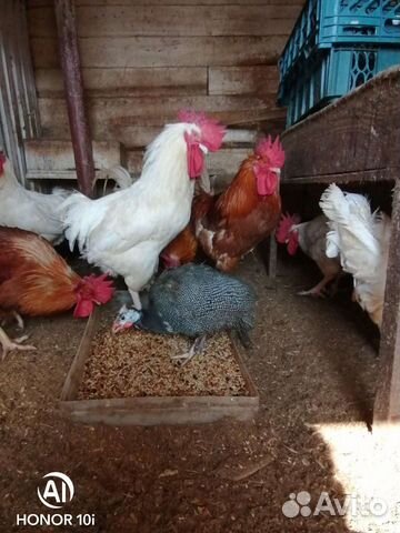 Петухи крупные