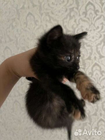 Котята за шоколадку