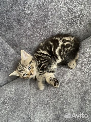 Шотландская кошка