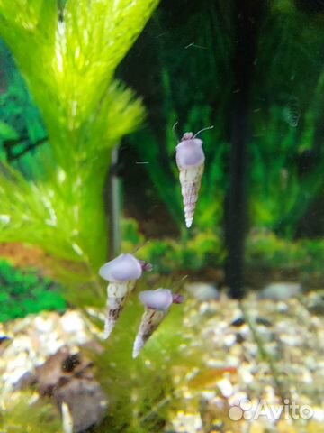 Улитки мелании