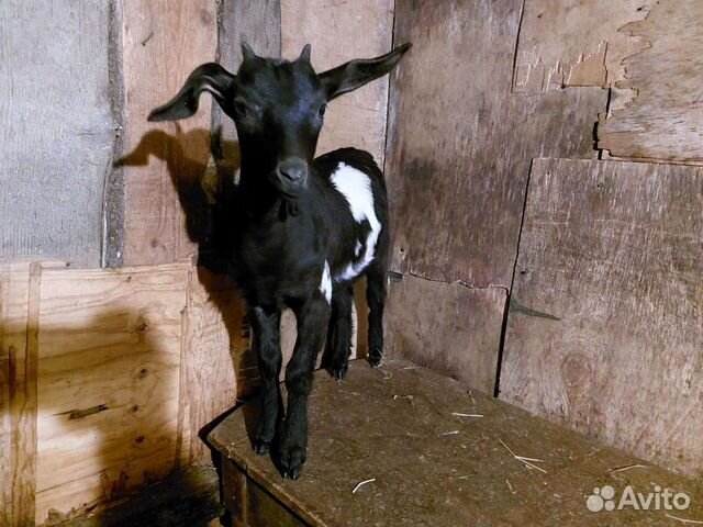 Коза нубийская