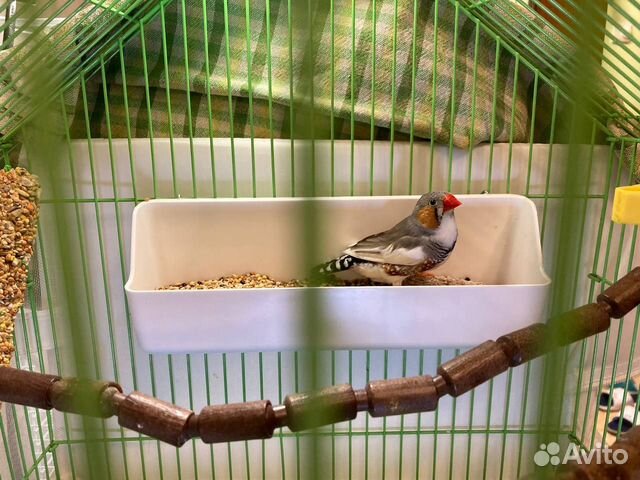 Зебровые амадины с клеткой