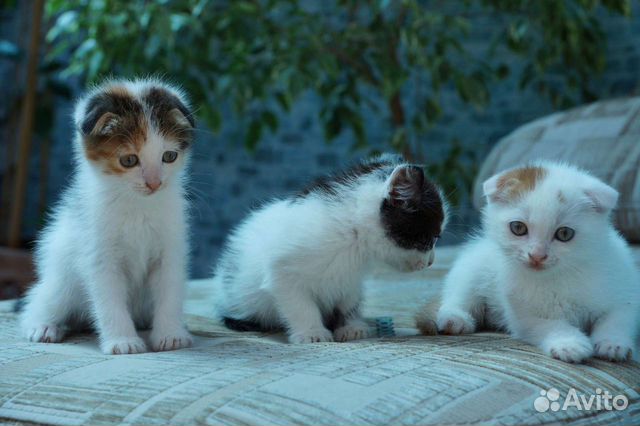Котята ищут дом