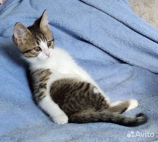 Очаровательный маленький котик, в добрые руки