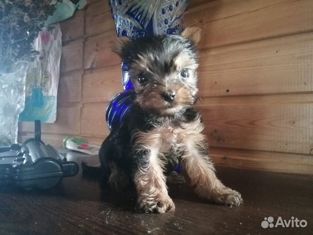 Йоркширский терьер мини беби фейс щенки