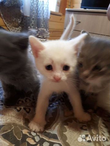 Котята породы Турецкая ангора