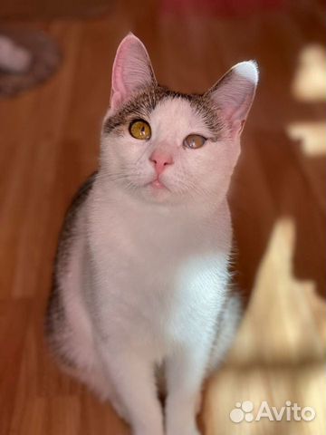 Несчастная девочка Буся 10 мес ищет свой дом