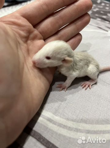 Крысята дамбо