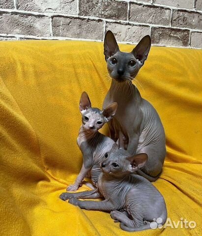 Донской сфинкс котята