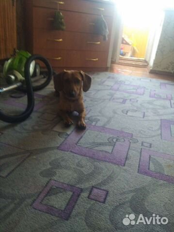 Такса бесплатно