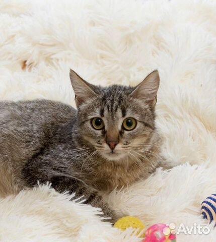Супер ласковая котенок Курлыка 4,5 месяца в дар