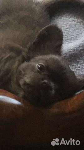 Кабель чихуаху на вязку