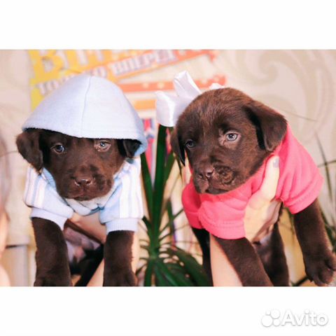 Лабрадор - окрас Горький Шоколад