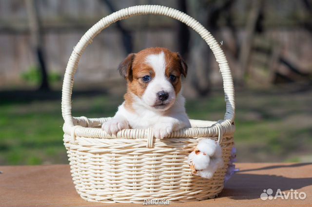 Щенки Джек Рассел терьер