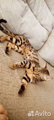 Бенгальская кошка