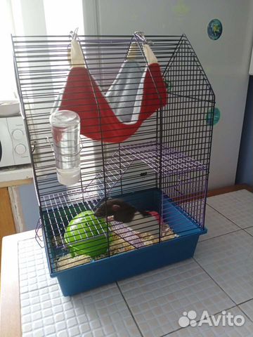 Крыса с клеткой