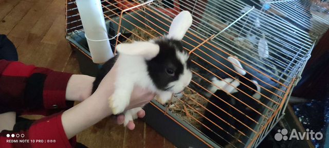 Декоративные кролики