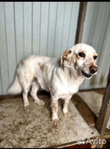 Собака девочка, Лара ищет дом