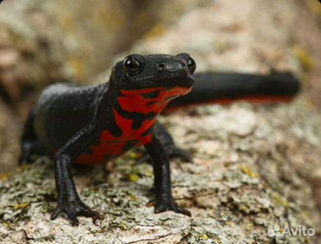 Тритон огненнобрюхий