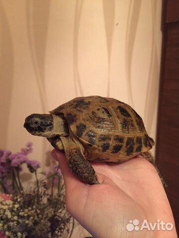 Сухопутная черепаха