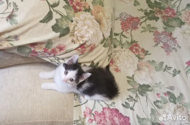 Котеночек Кнопка в добрые руки