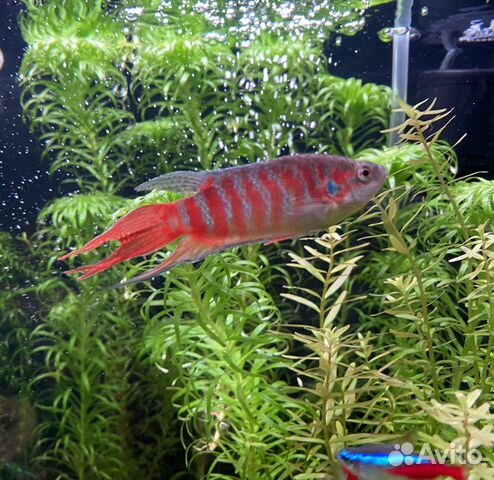 Рыбка Макропод