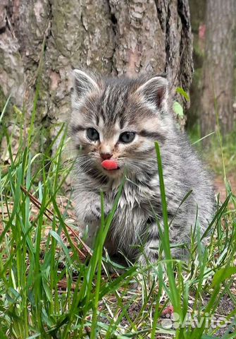 Котята в дар