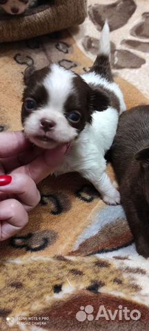 Щенки чихуахуа мини и стандарт