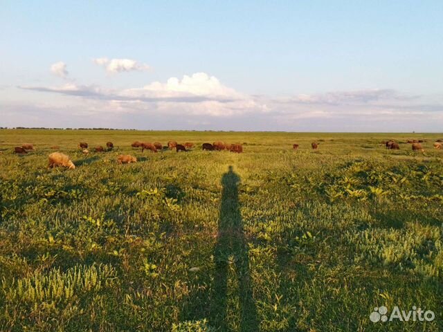 Ягнята барашки