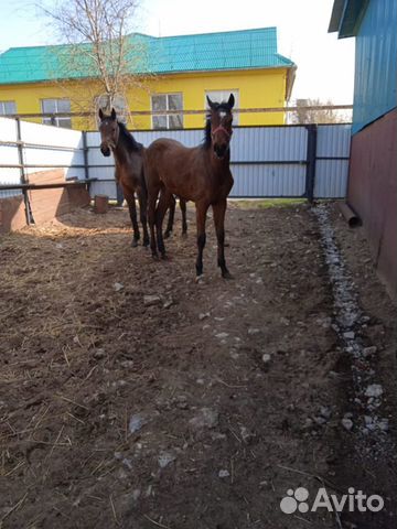 Скаковые лошади